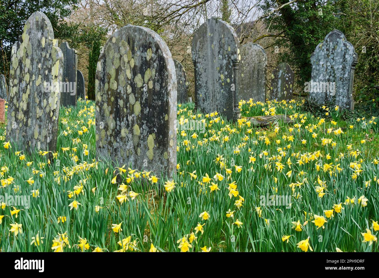 Daffodils in the churchyard of St Michael's Old Church, Betws-y-Coed ...