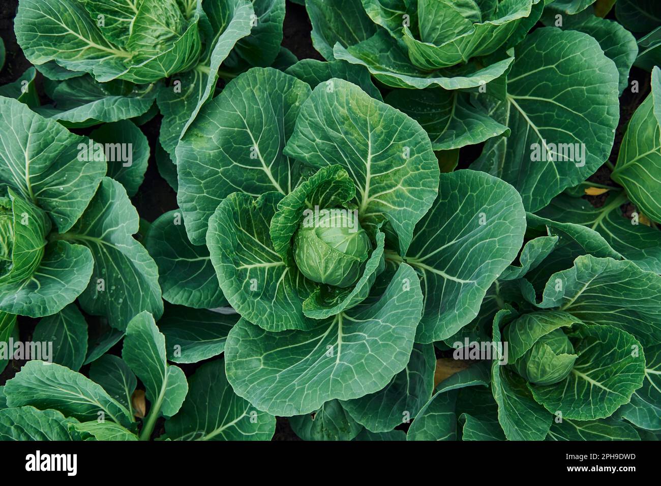Top view of green fresh cabbage that growing at the farm's soil Stock ...