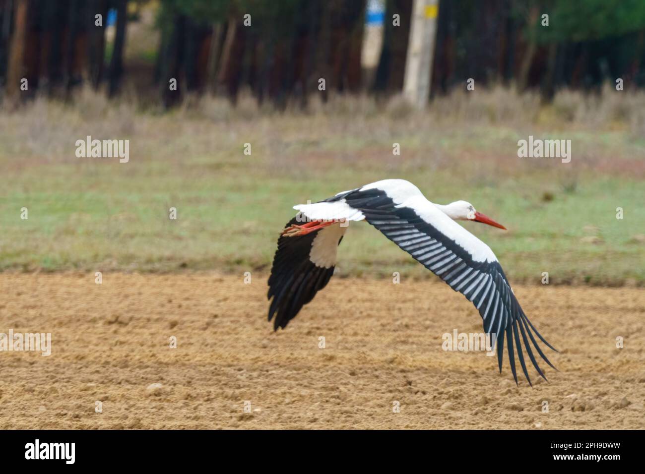 Black-and-white stork bird flying at ground level between crop fields ...