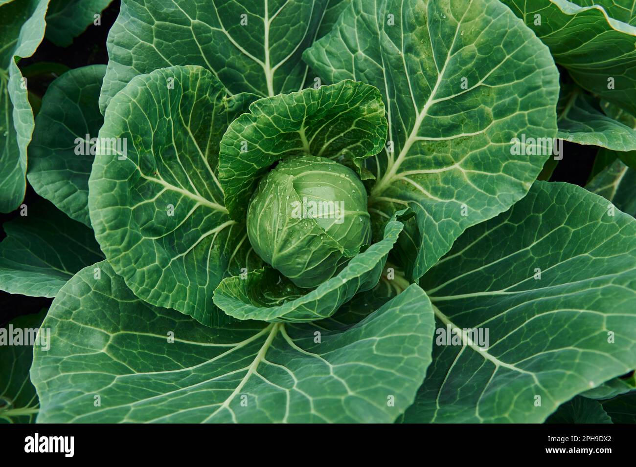 Top view of green fresh cabbage that growing at the farm's soil Stock ...