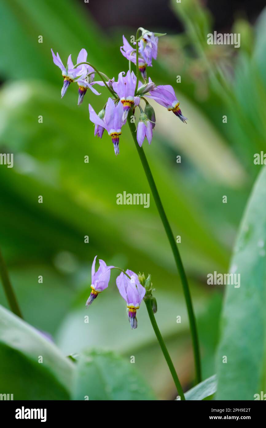 Salinum hi-res stock photography and images - Alamy