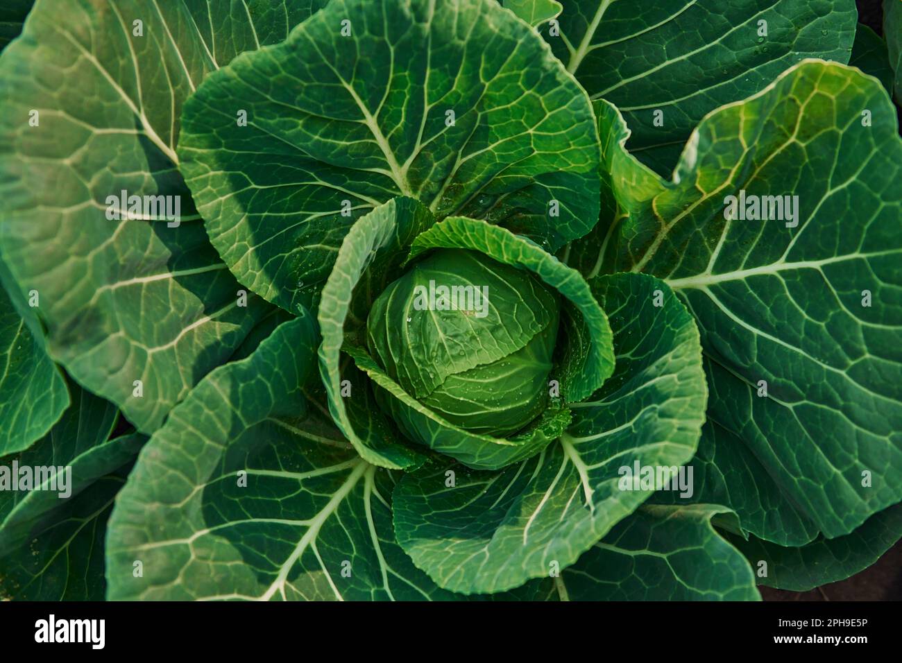 Top view of green fresh cabbage that growing at the farm's soil Stock ...
