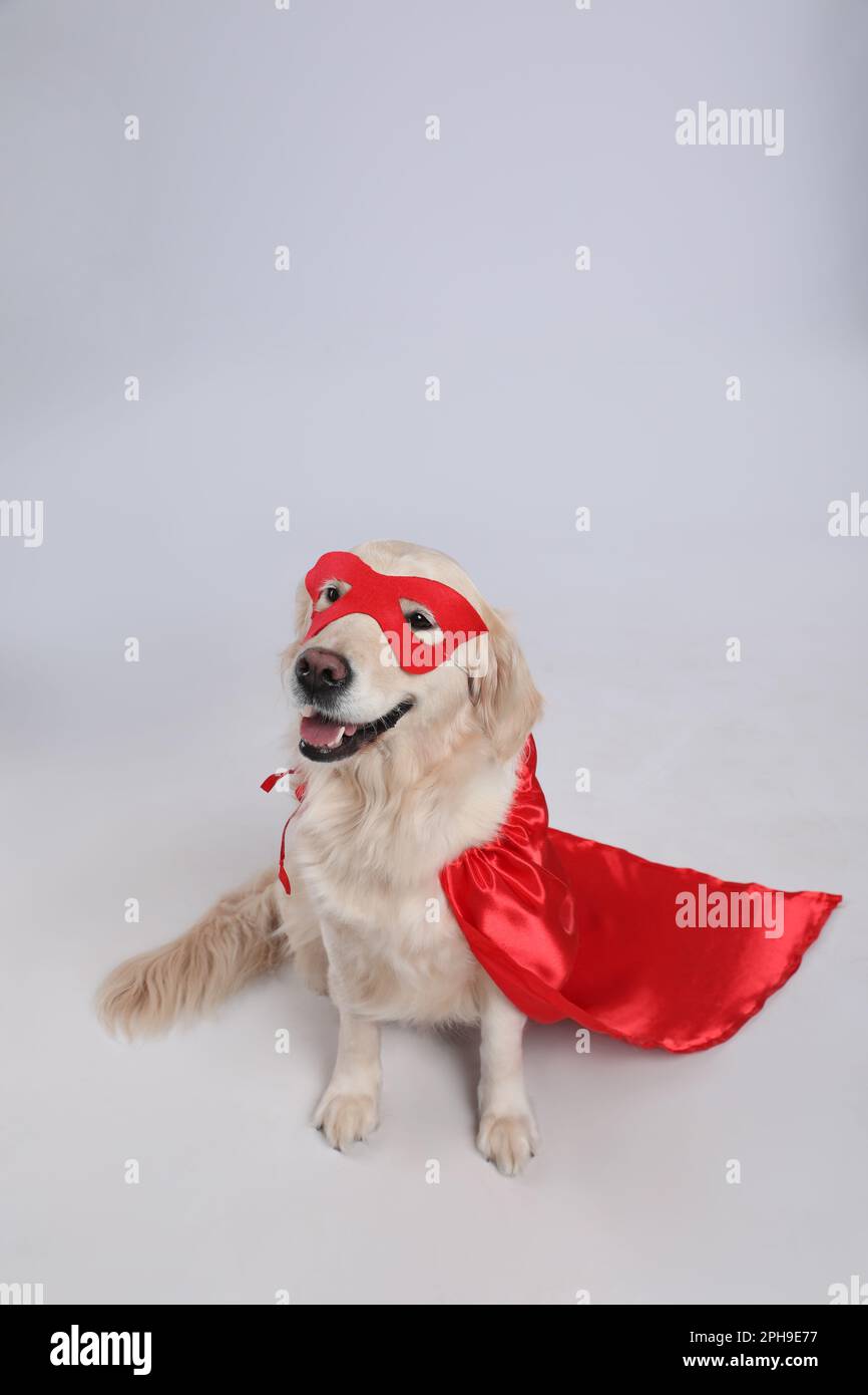 Adorable dog in red superhero cape and mask on light grey background ...
