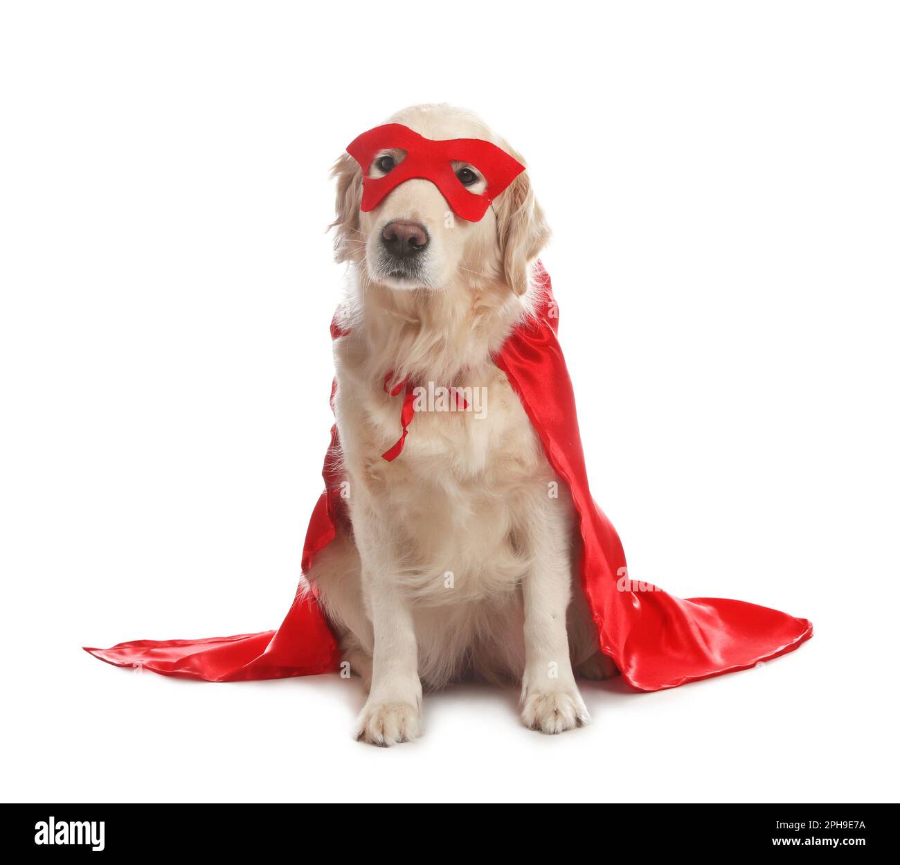 Adorable dog in red superhero cape and mask on white background Stock ...