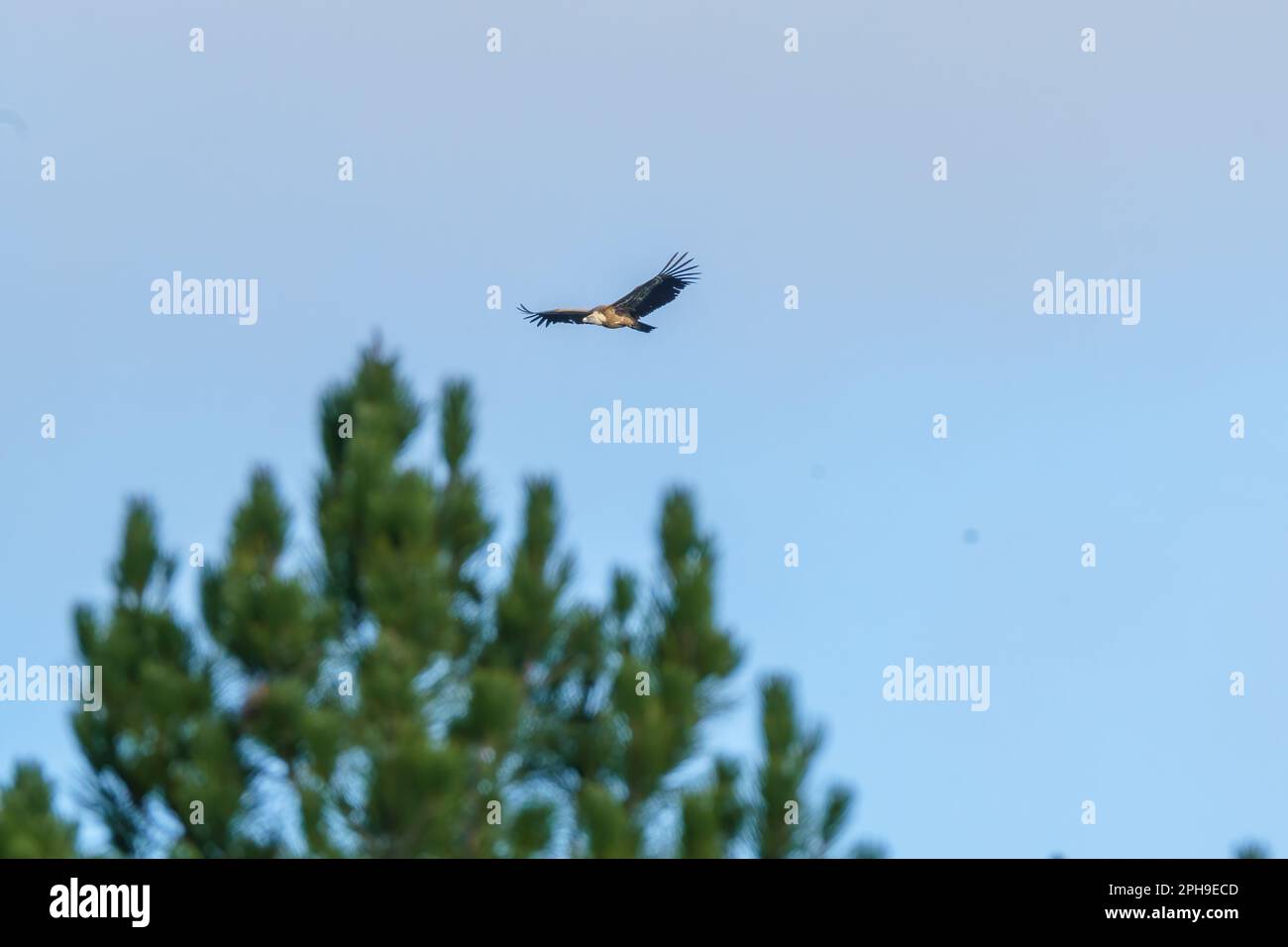 Raven migration hi-res stock photography and images - Alamy