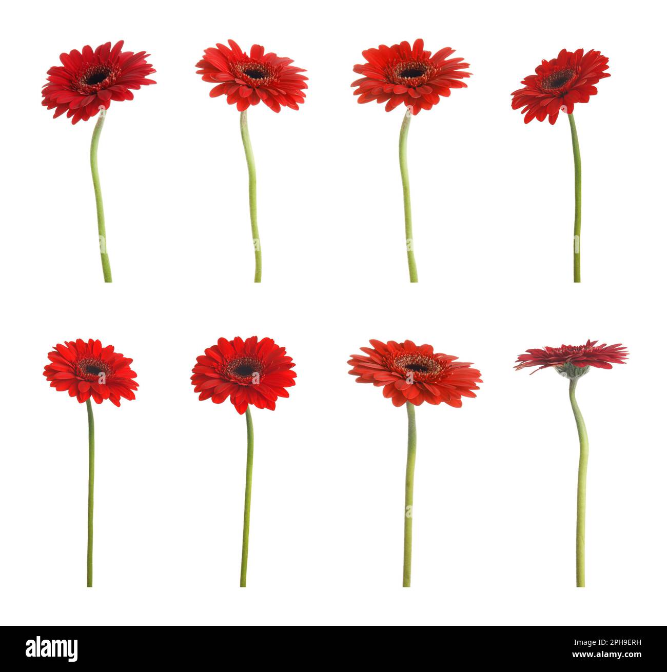 Set of beautiful red gerbera flowers on white background Stock Photo ...
