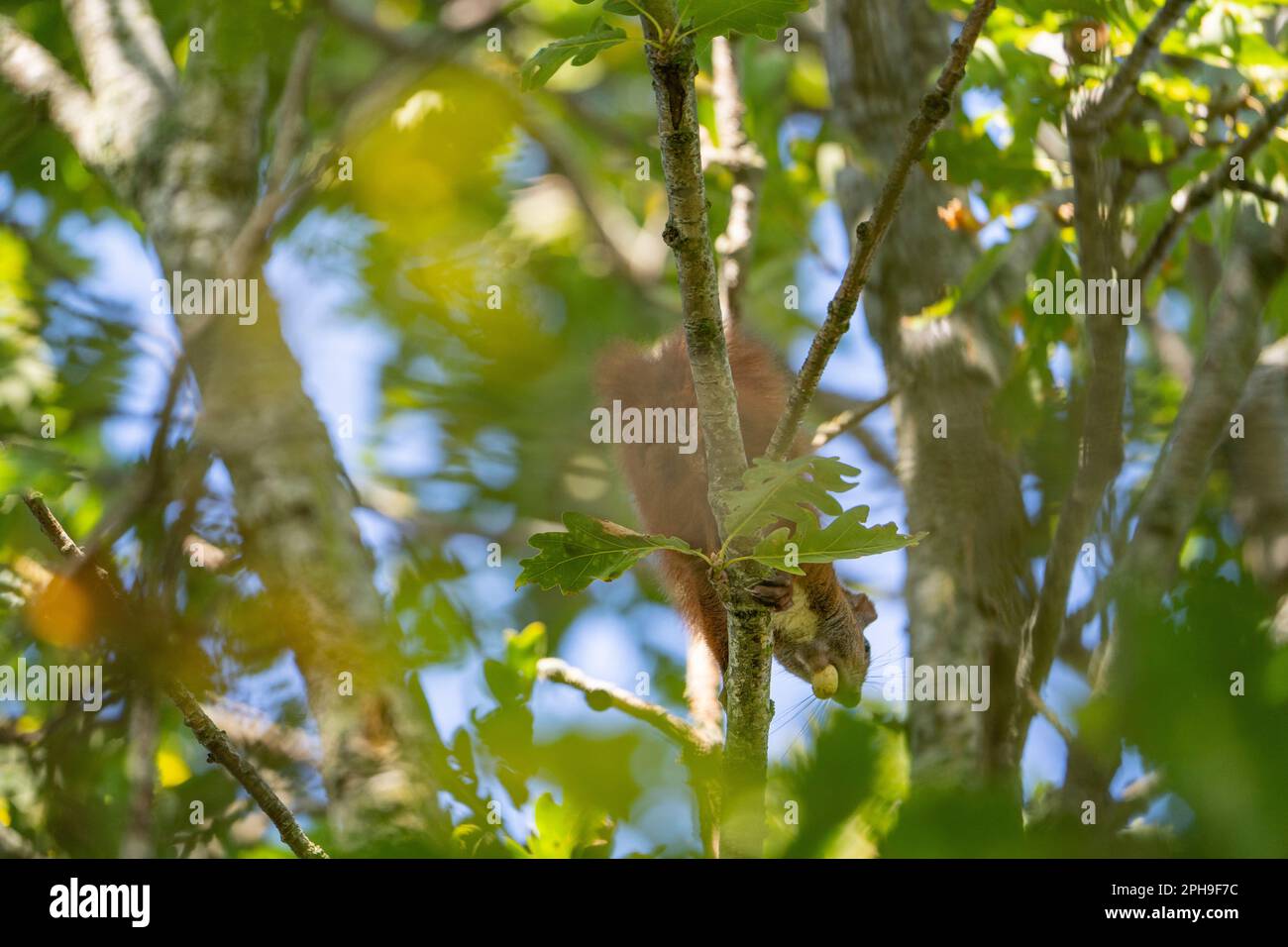 Photo of a squirrel climbing tree hi-res stock photography and images ...