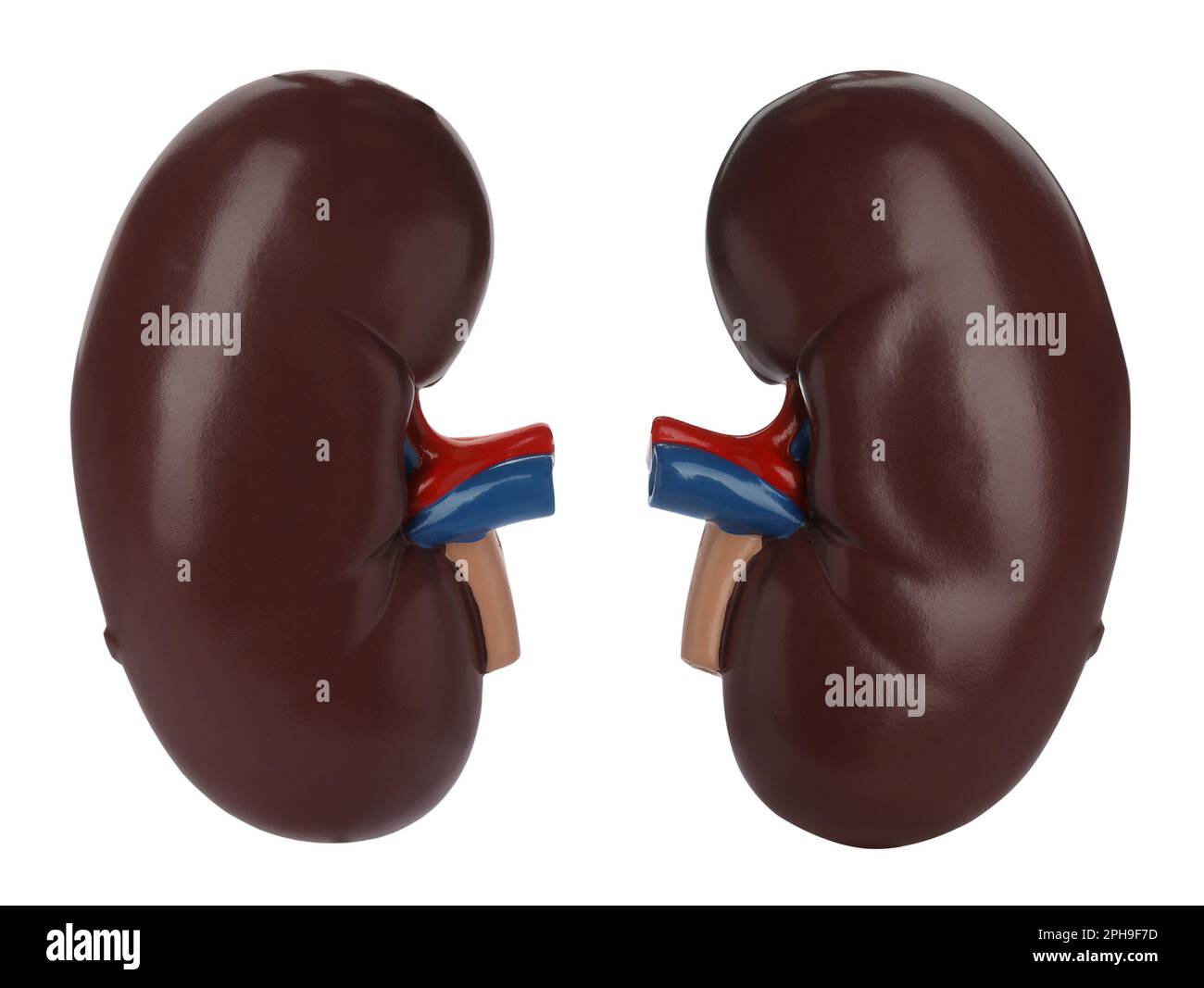 Educational plastic kidney models on white background Stock Photo - Alamy