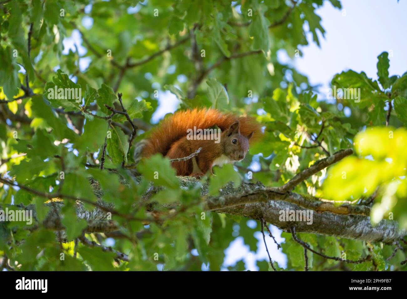 Photo of a squirrel climbing tree hi-res stock photography and images ...