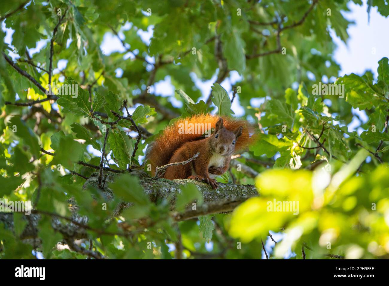 Photo of a squirrel climbing tree hi-res stock photography and images ...