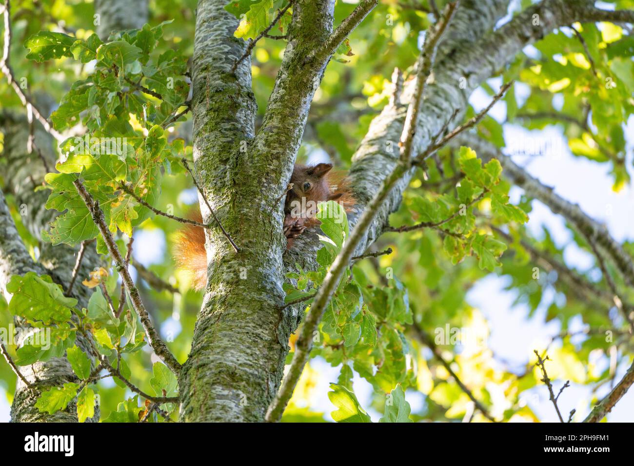 Photo of a squirrel climbing tree hi-res stock photography and images ...