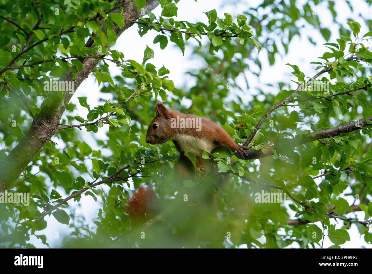 Photo of a squirrel climbing tree hi-res stock photography and images ...
