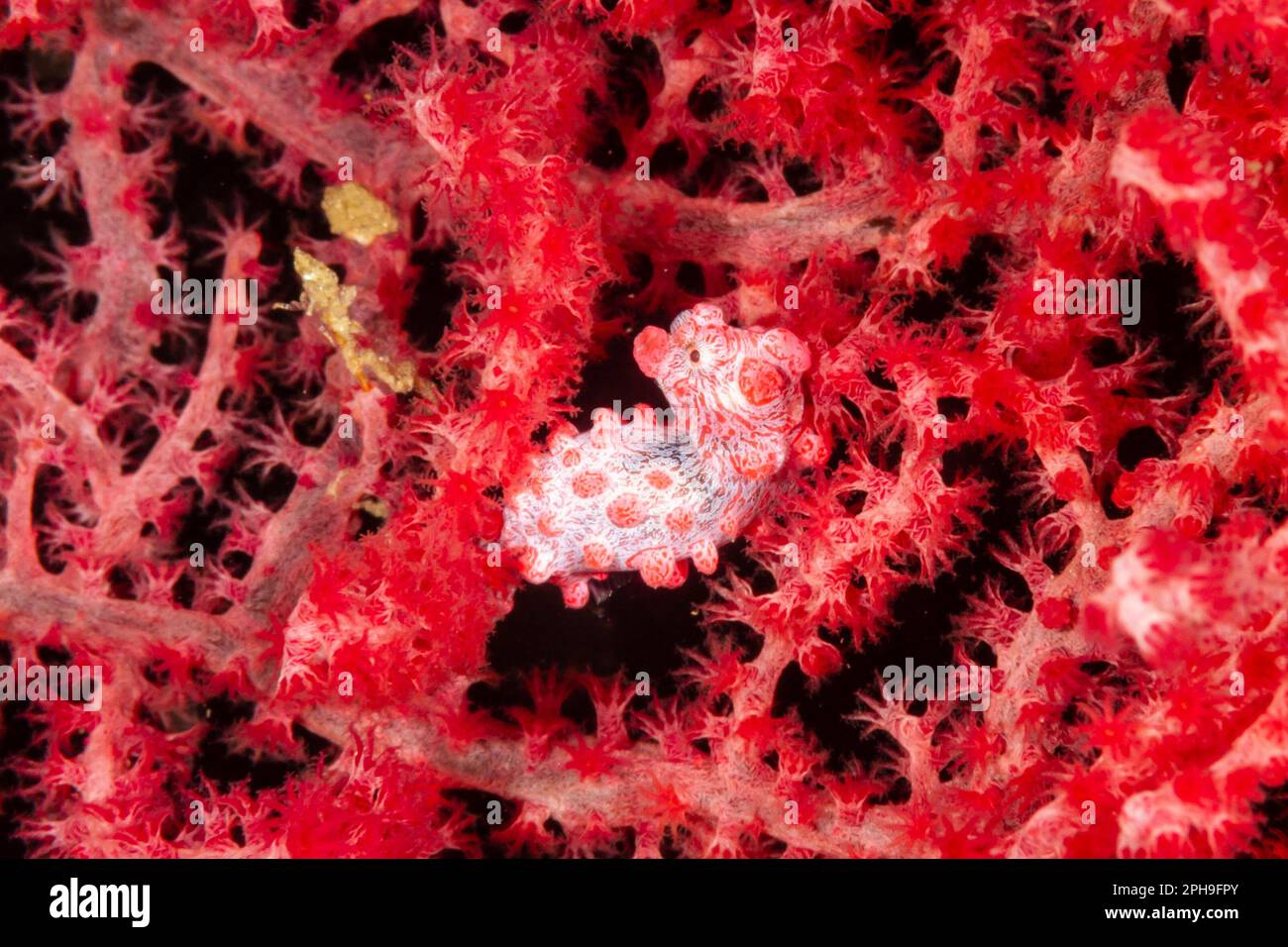 Pygmy seahorse (Hippocampus bargibant) Lembeh Strait, North Sulawesi ...