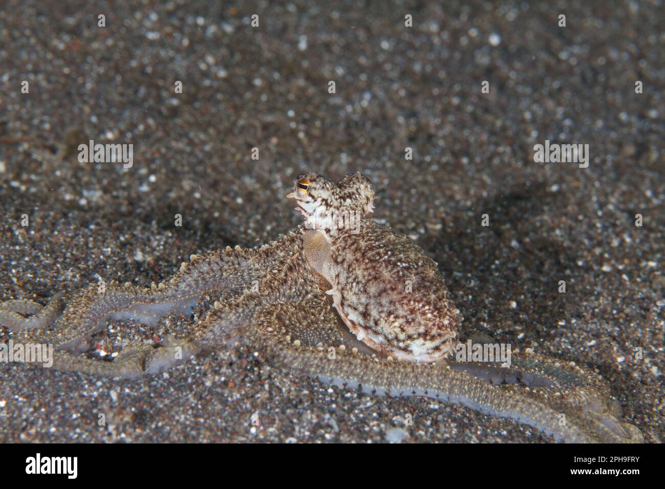 Long arm octopus (Octopus defilippi) Lembeh Strait, North Sulawesi ...