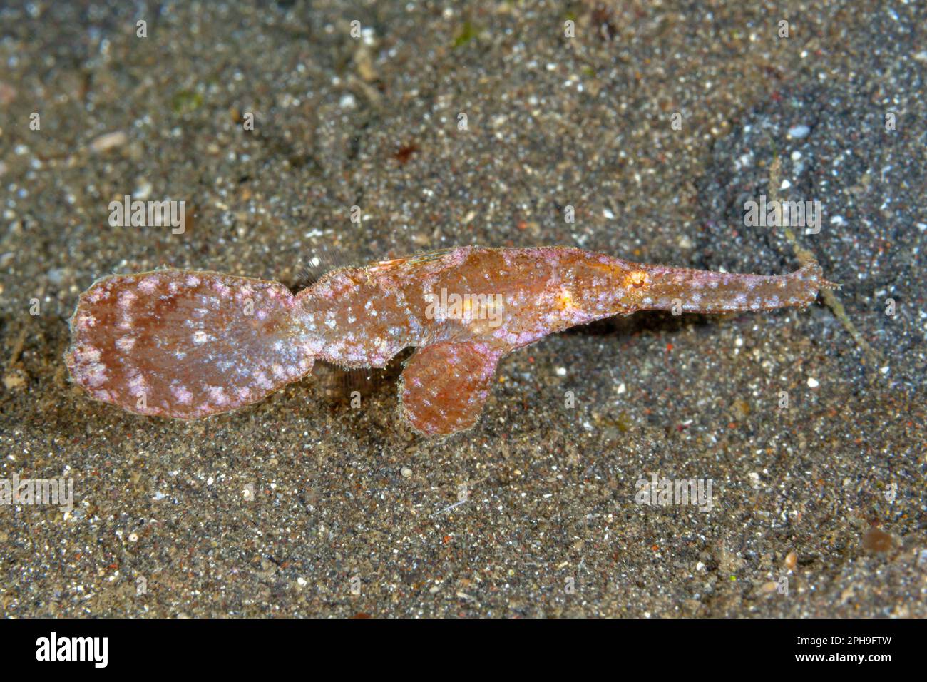 Robust ghost pipefish (Solenostomus cyanopterus) Lembeh Strait, North ...
