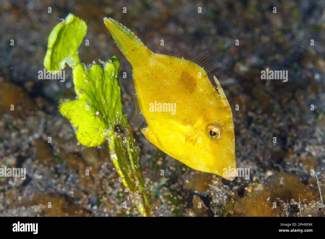 Lembeh Strait, North Sulawesi, Indonesia Stock Photo - Alamy