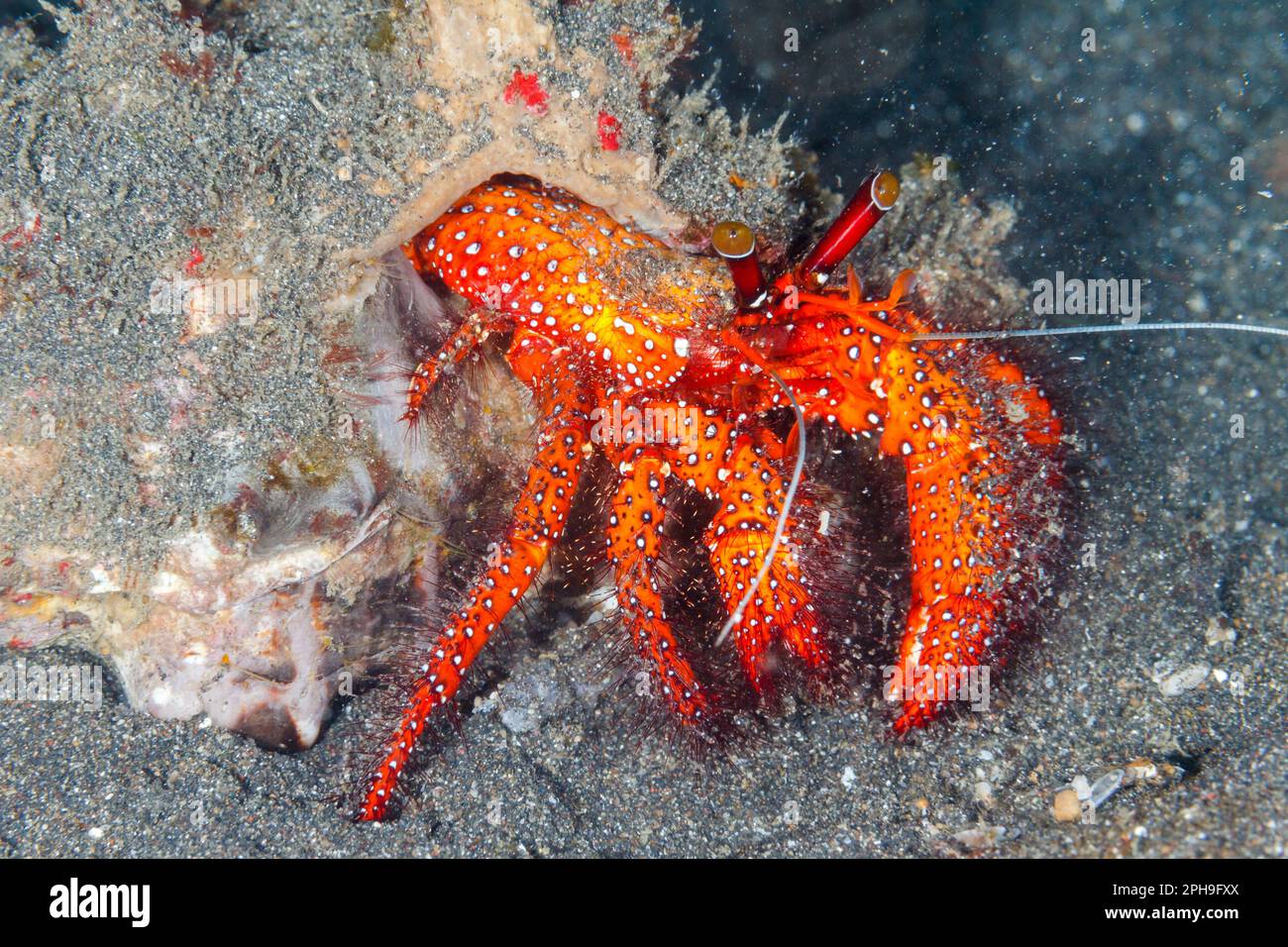 Hermit crab. Lembeh Strait, North Sulawesi, Indonesia Stock Photo - Alamy