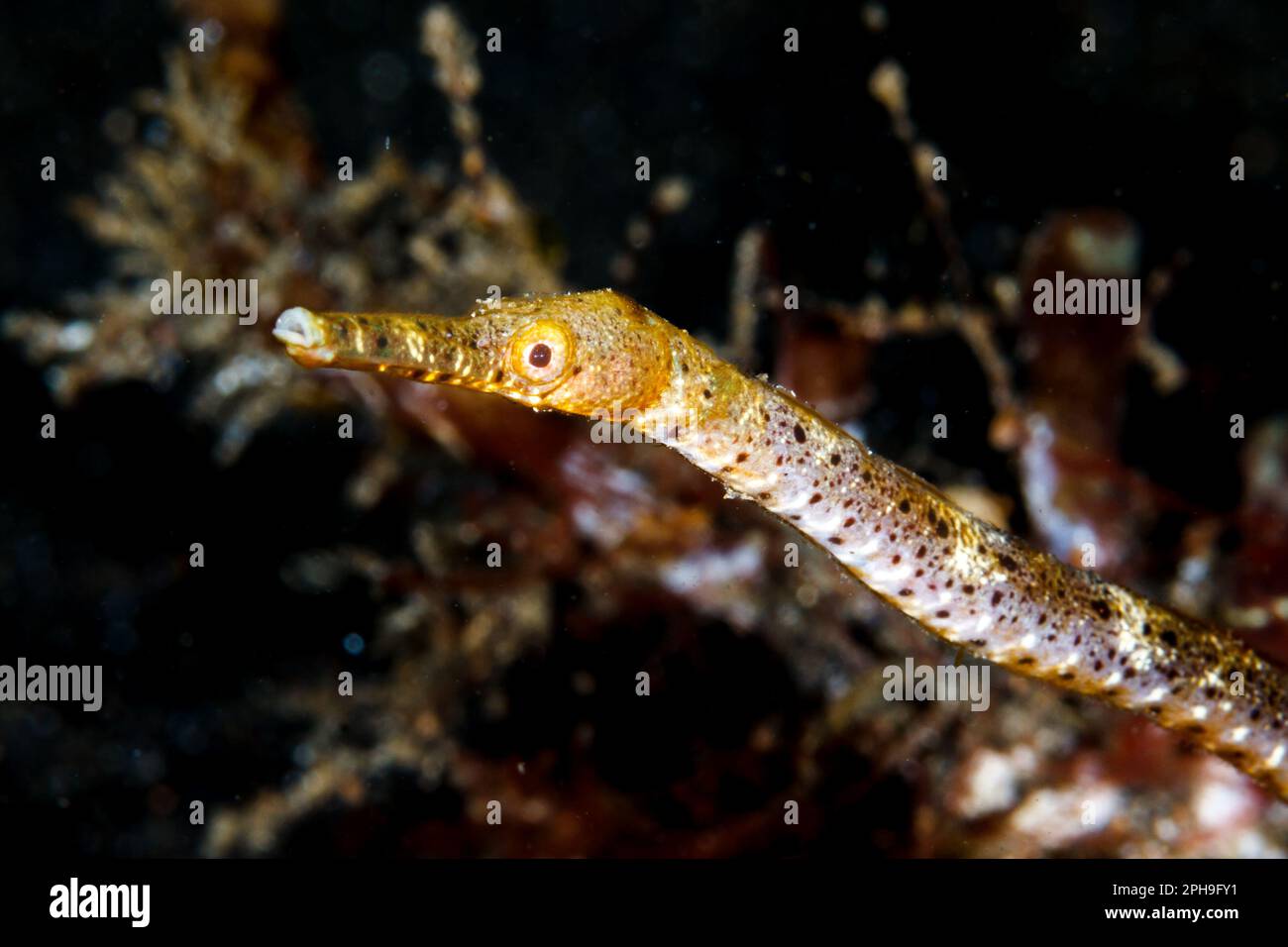 Bentstick pipefish (Trachyrhamphus bicoarctatus) Lembeh Strait, North ...