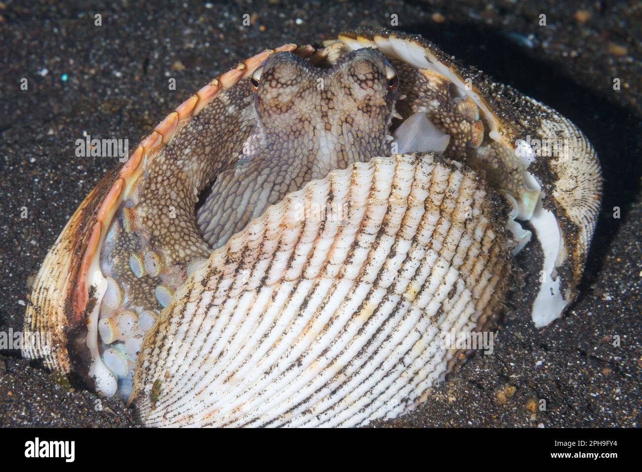 Coconut octopus (Amphioctopus marginatus) hiding inside a shell. Lembeh ...