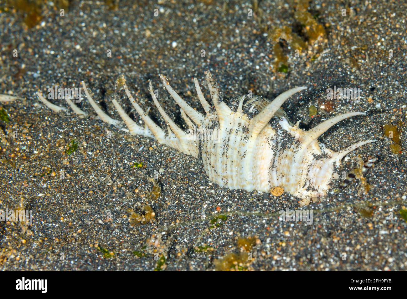 Murex hi-res stock photography and images - Alamy