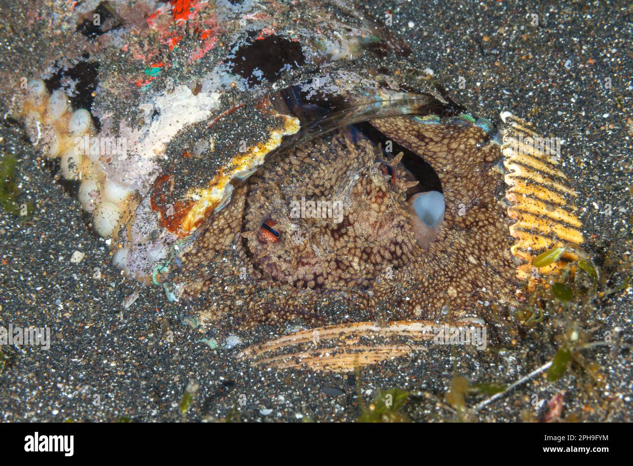 Coconut octopus (Amphioctopus marginatus) hiding inside a bottle ...
