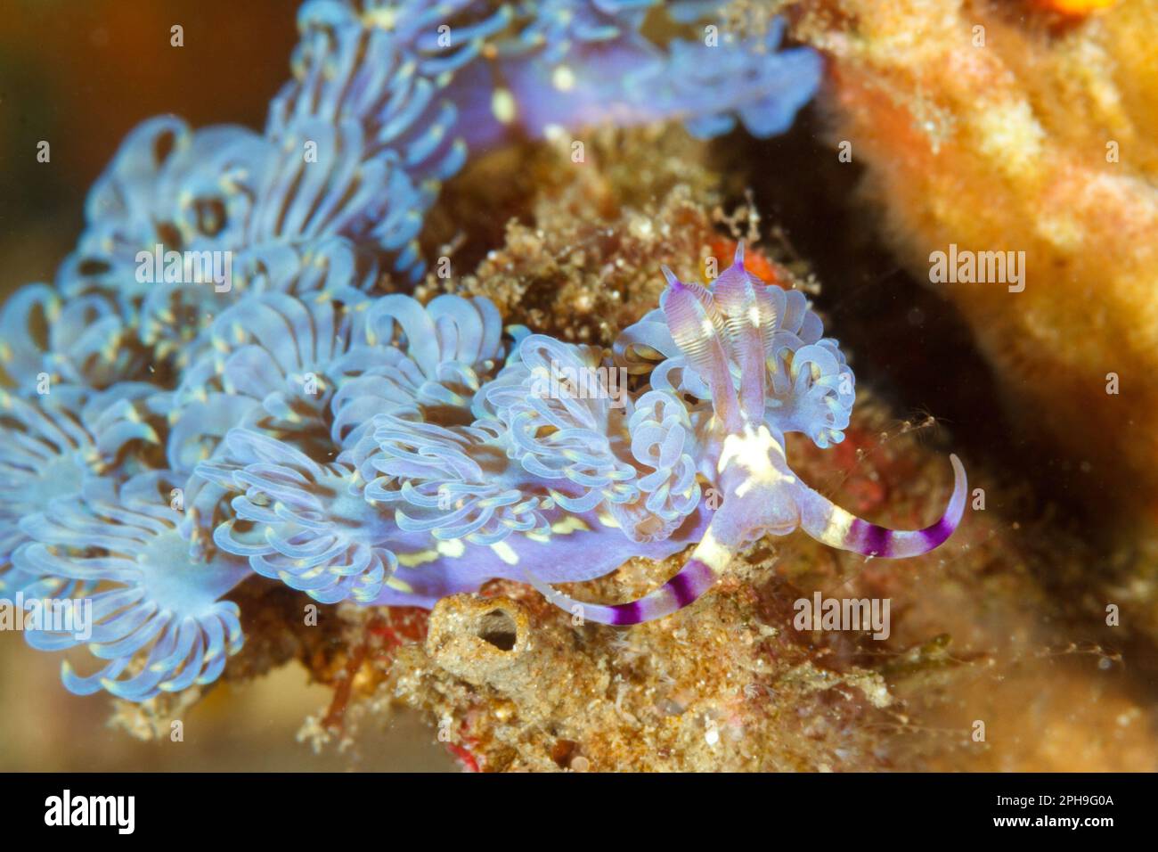 Lembeh Strait, North Sulawesi, Indonesia Stock Photo - Alamy