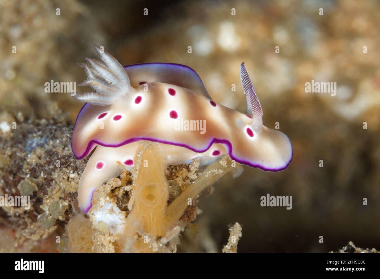 Hypselodoris tryoni nudibranch. Lembeh Strait, North Sulawesi ...