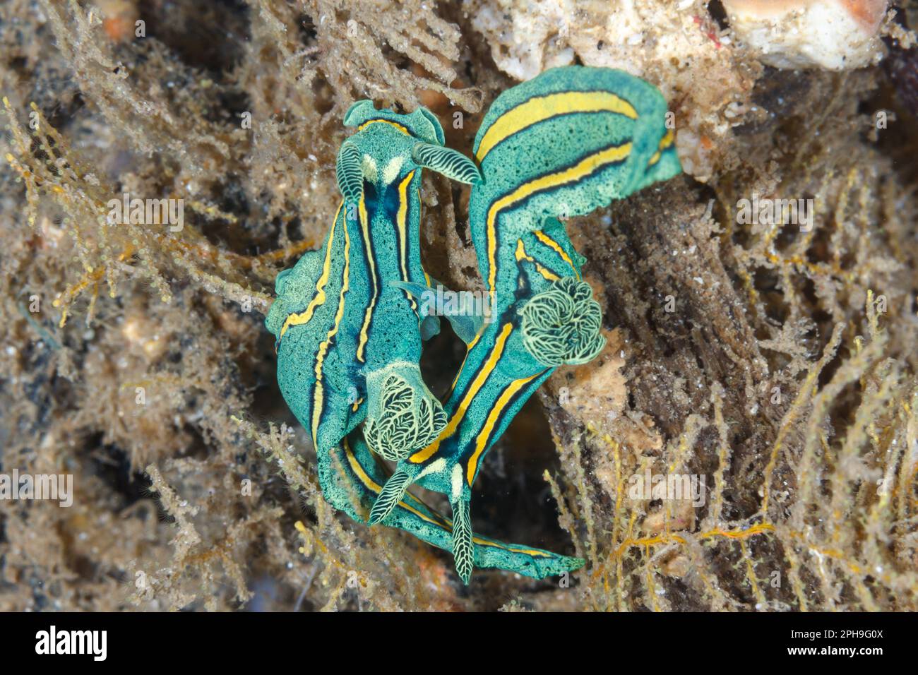 Lembeh Strait, North Sulawesi, Indonesia Stock Photo - Alamy