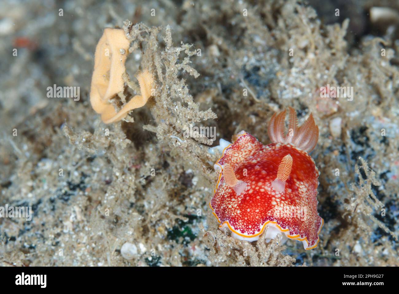 Chromodoris reticulata nudibranch and egg mass. Lembeh Strait, North ...