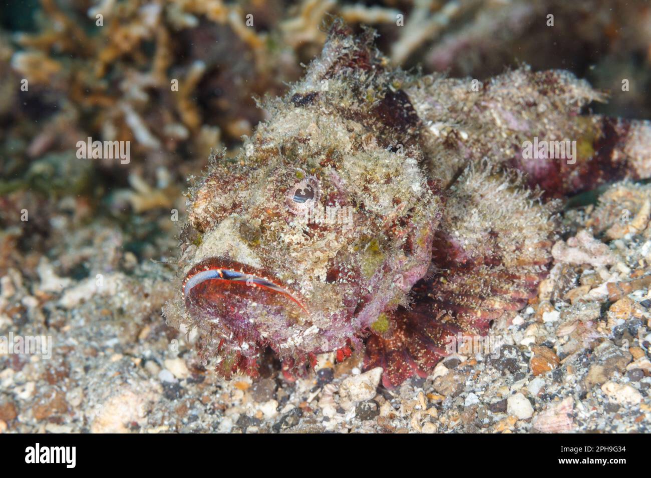 Flasher scorpionfish (Scorpaenopsis macrochir) Lembeh Strait, North ...