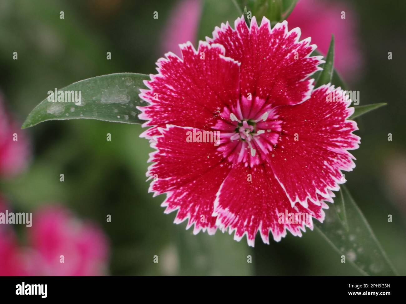 Dianthus chinensis hi-res stock photography and images - Alamy