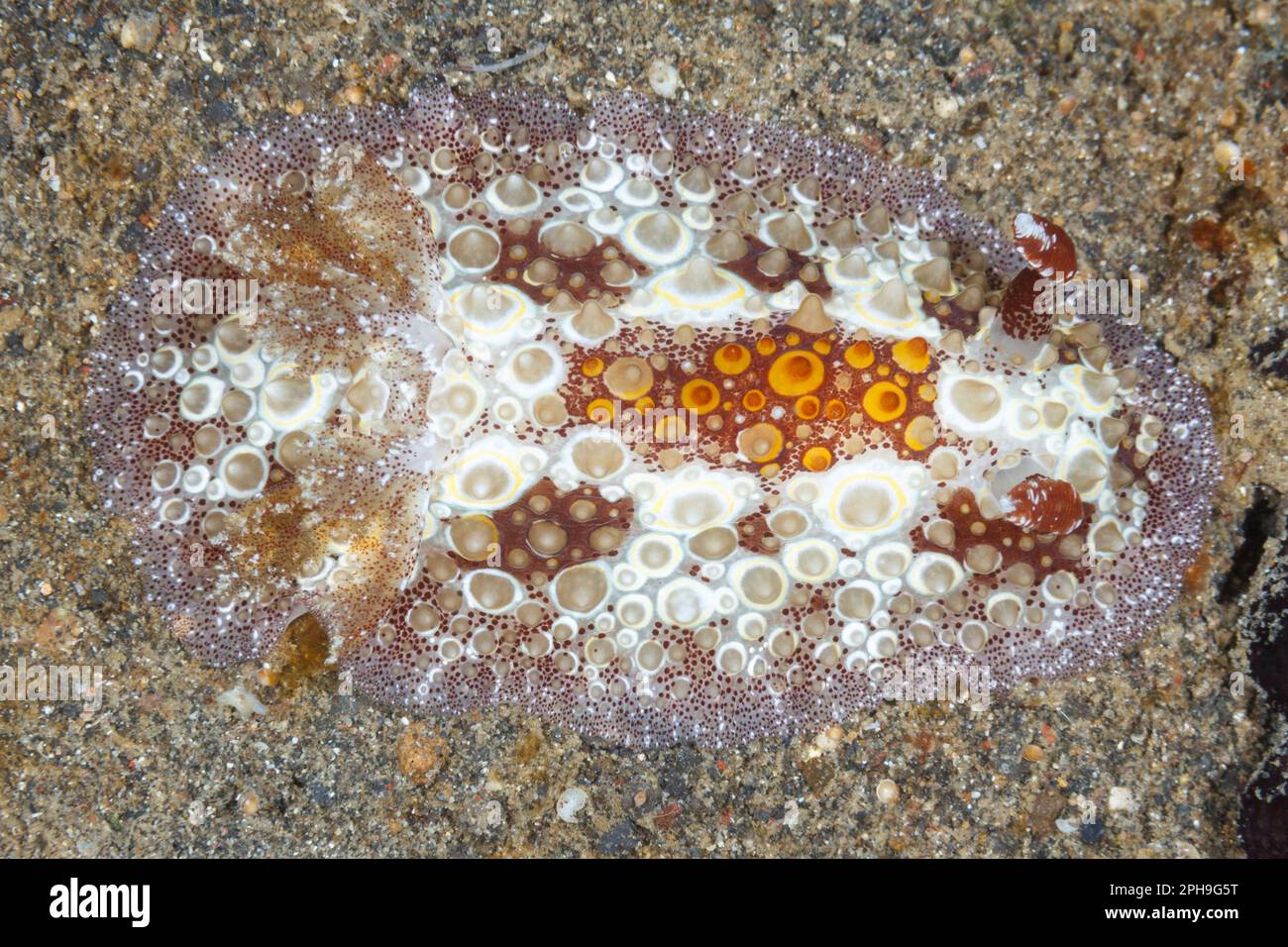 Lembeh Strait, North Sulawesi, Indonesia Stock Photo - Alamy