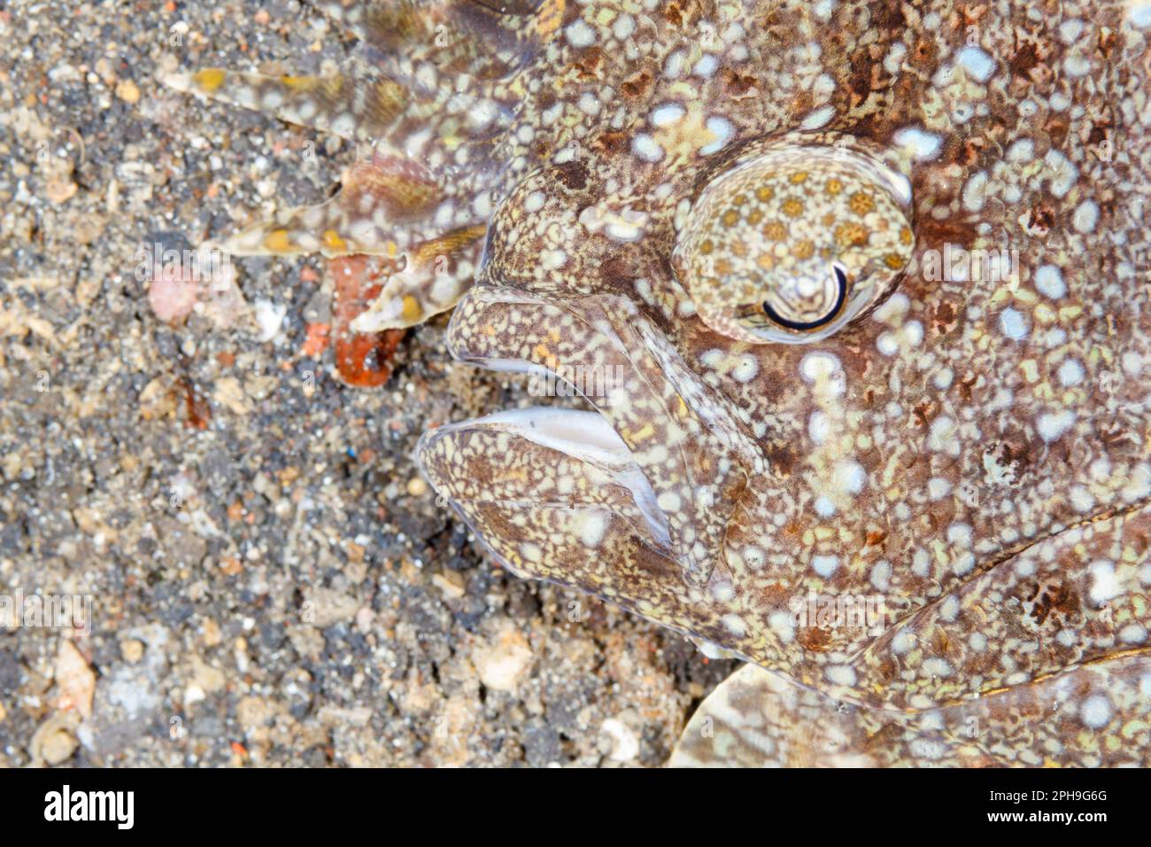 Peacock flounder bothus mancus hi-res stock photography and images - Alamy
