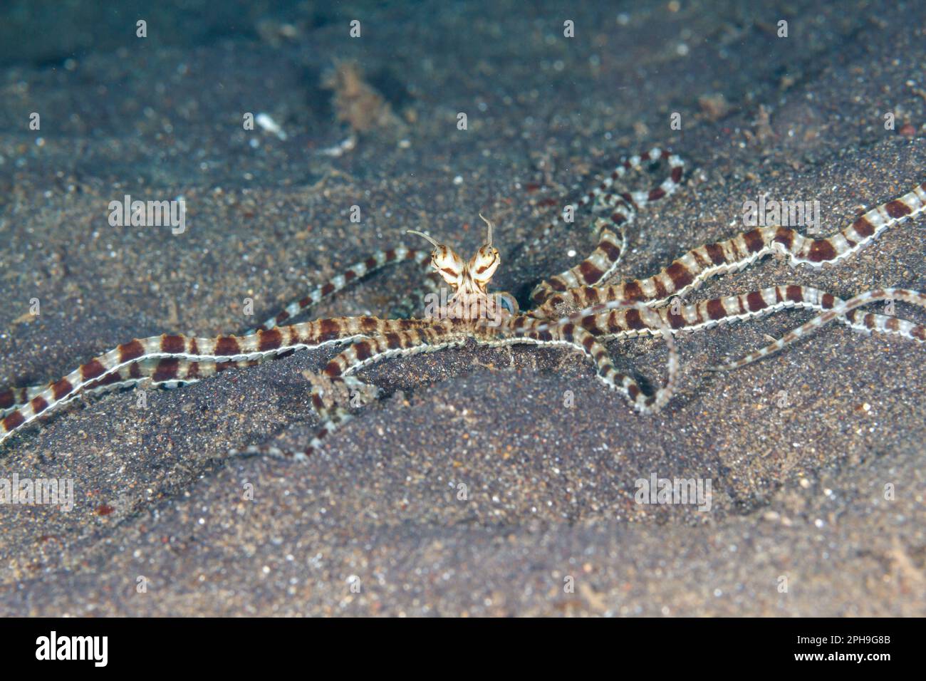 Long arm octopus (Octopus defilippi) Lembeh Strait, North Sulawesi ...