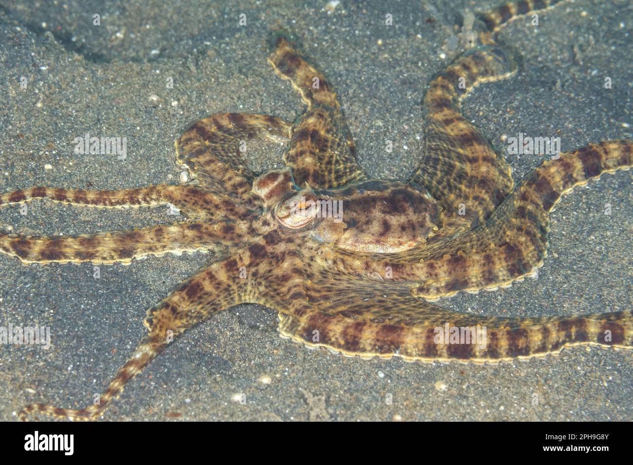 Long arm octopus (Octopus defilippi) Lembeh Strait, North Sulawesi ...