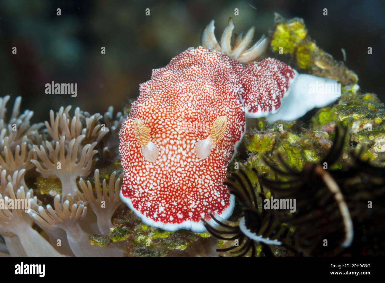 Chromodoris reticulata nudibranch. Lembeh Strait, North Sulawesi ...