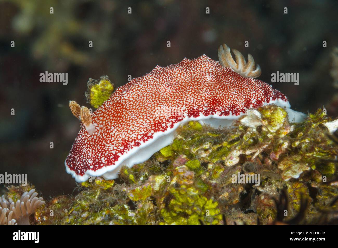 Chromodoris reticulata nudibranch. Lembeh Strait, North Sulawesi ...