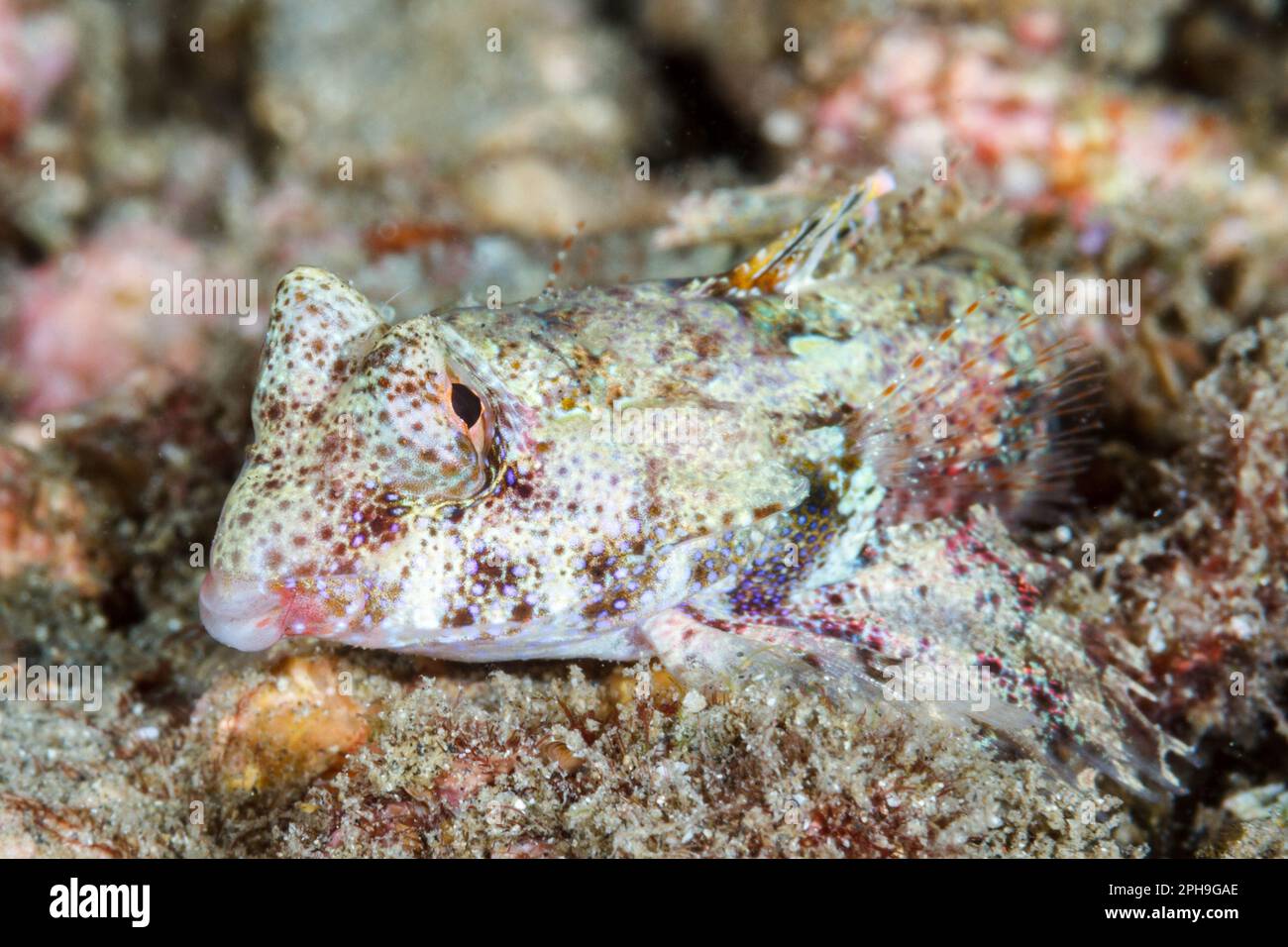 Lembeh Strait, North Sulawesi, Indonesia Stock Photo - Alamy
