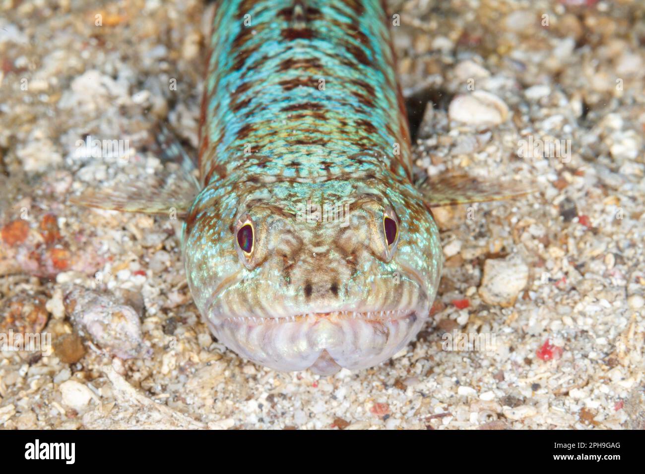 Variegated lizardfish (Synodus variegatus) Lembeh Strait, North ...