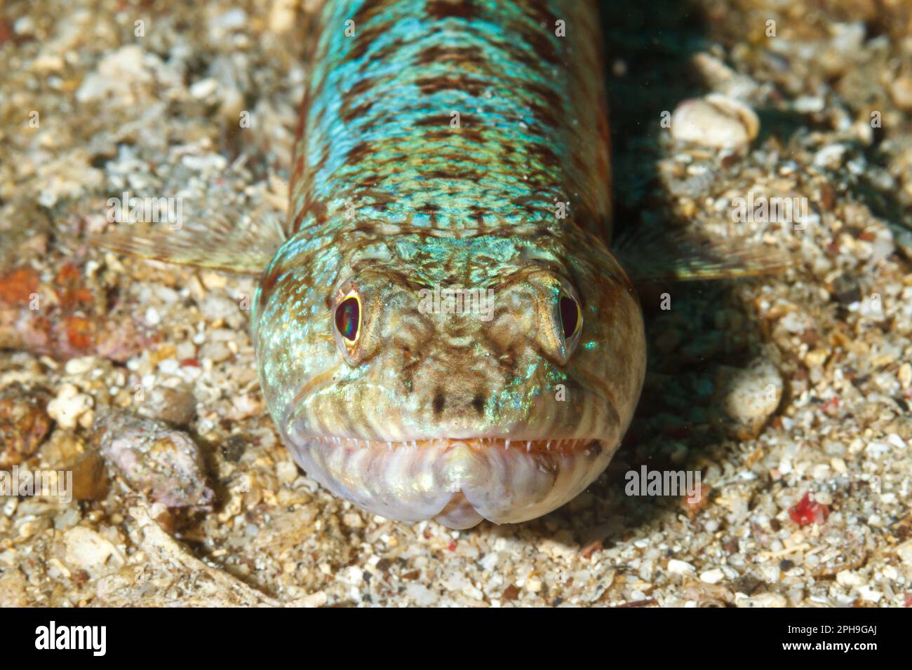 Variegated lizardfish (Synodus variegatus) Lembeh Strait, North ...