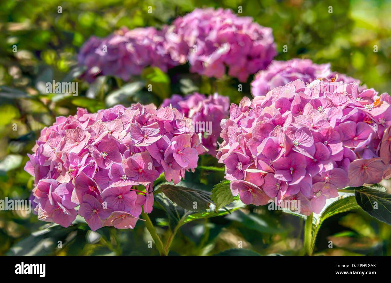 Hortensie hydrangea macrophylla hi-res stock photography and images - Alamy