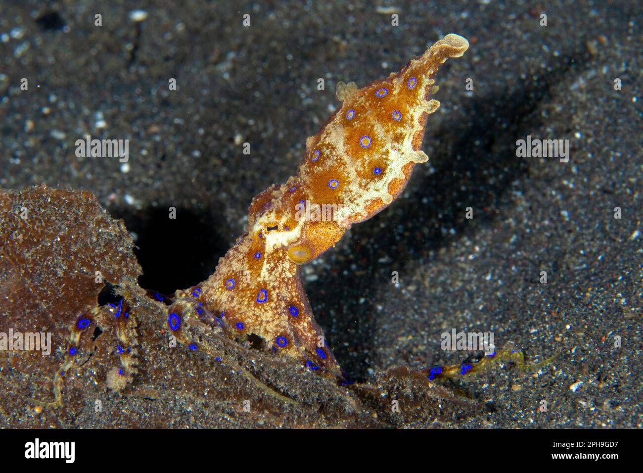 Blue ringed octopus (Hapalochlaena) Lembeh Strait, North Sulawesi ...
