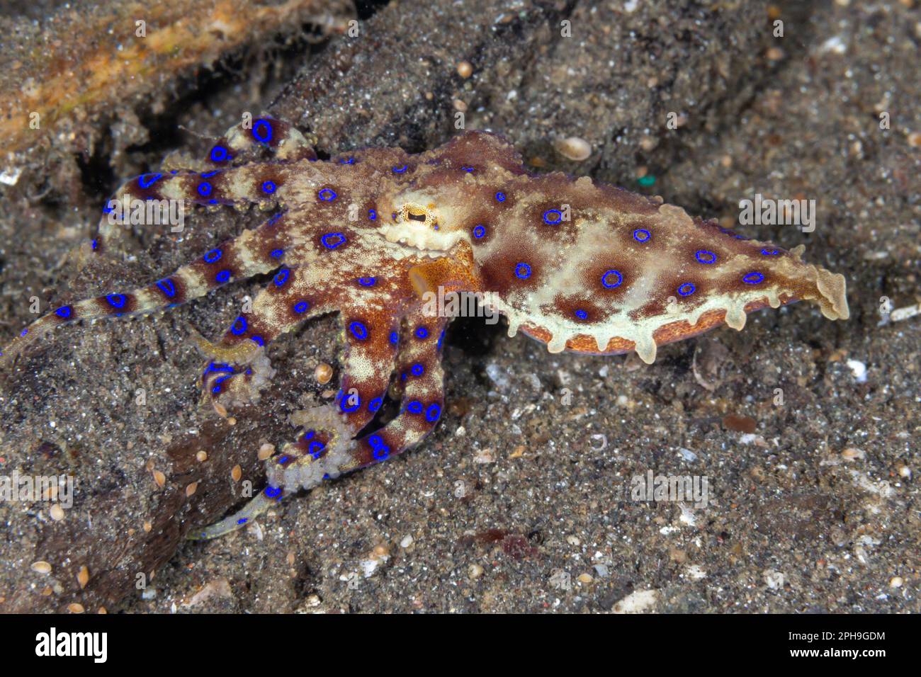Blue ringed octopus (Hapalochlaena) Lembeh Strait, North Sulawesi ...
