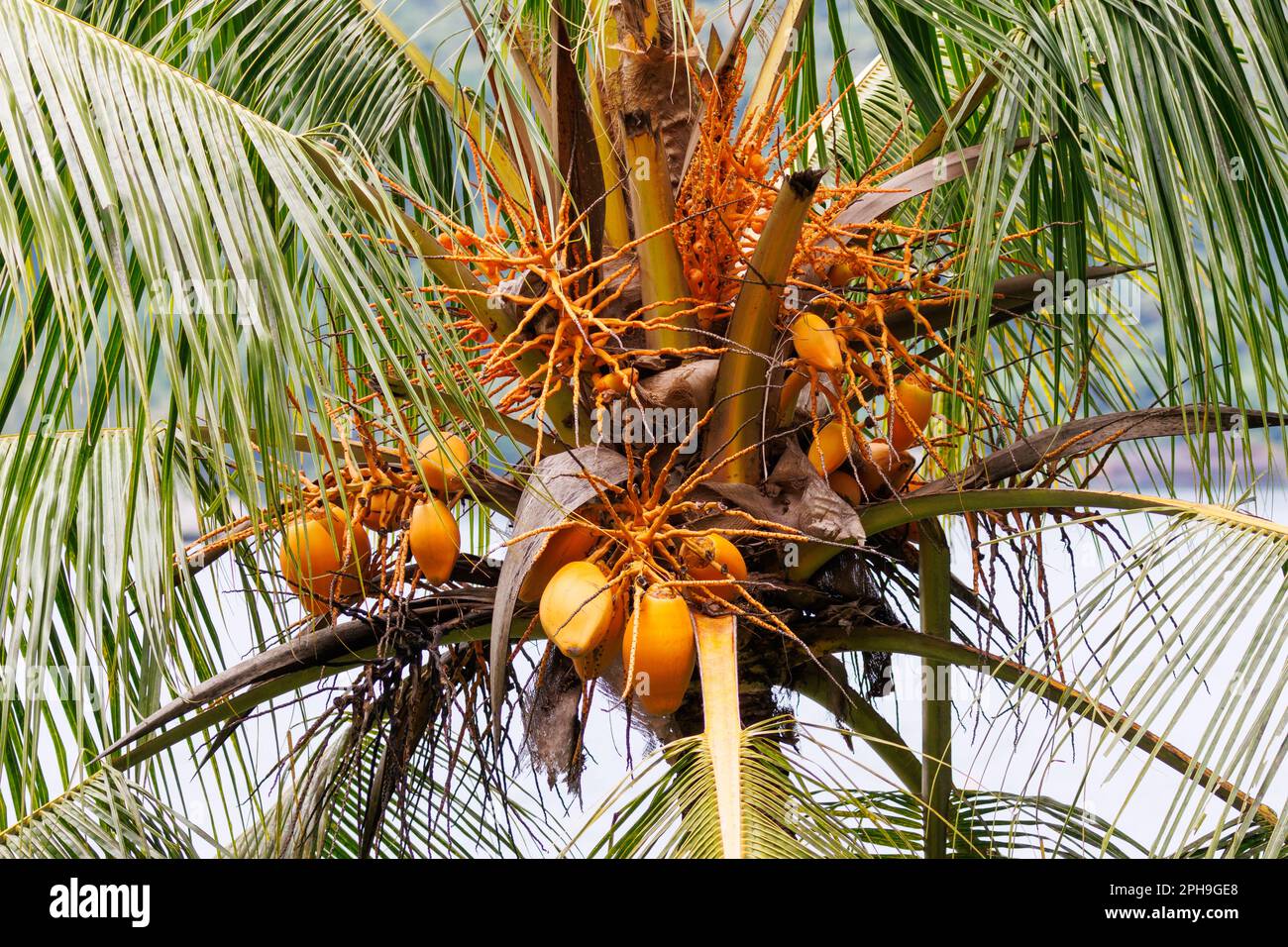 Coconut palm tree, North Sulawesi, Indonesia Stock Photo - Alamy