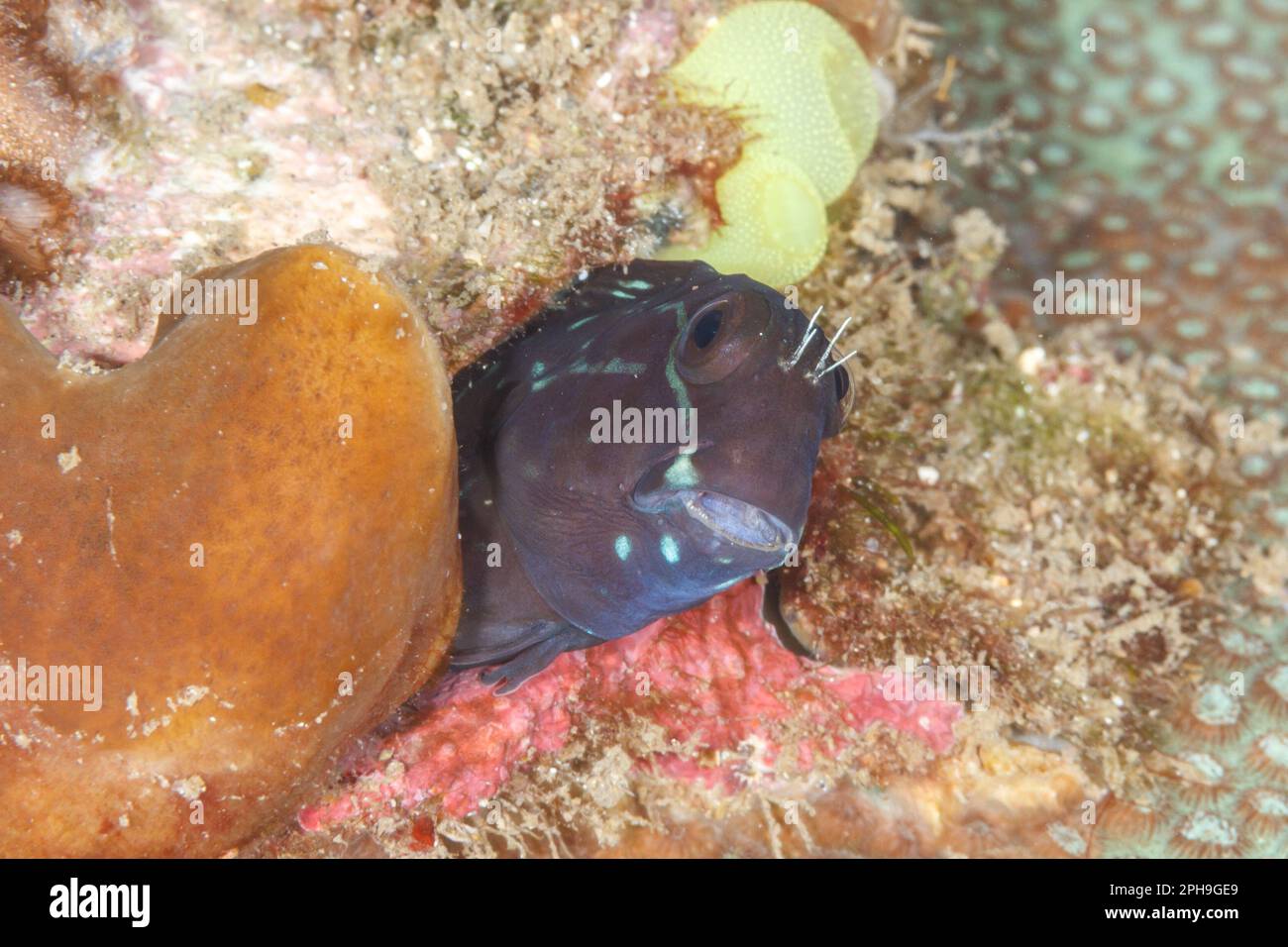 Yellow tail blenny (Ecsenius namiyei) Lembeh Strait, North Sulawesi ...