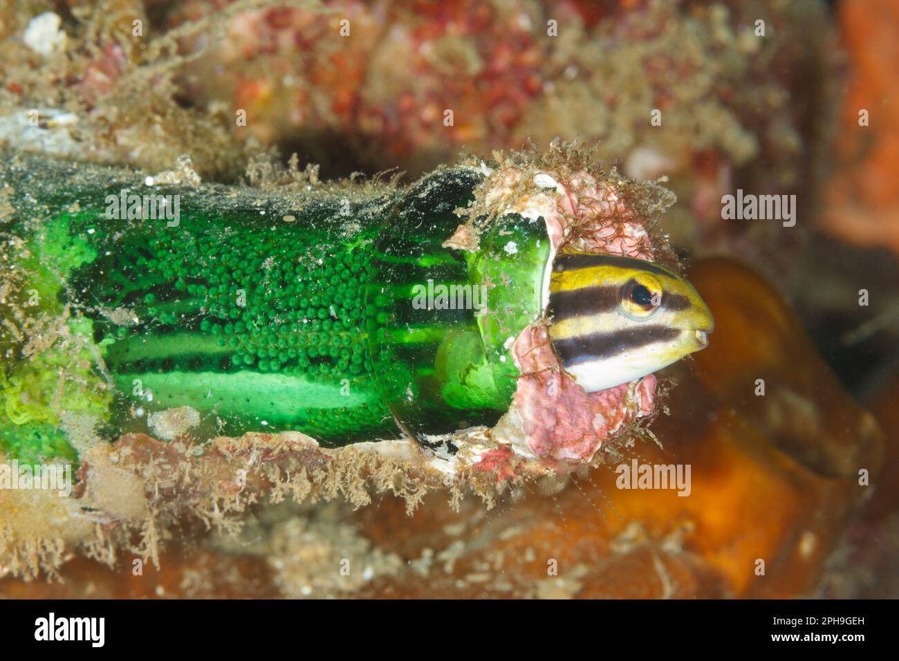 Striped fang blenny (Meiacanthus grammistes) living inside a bottle ...