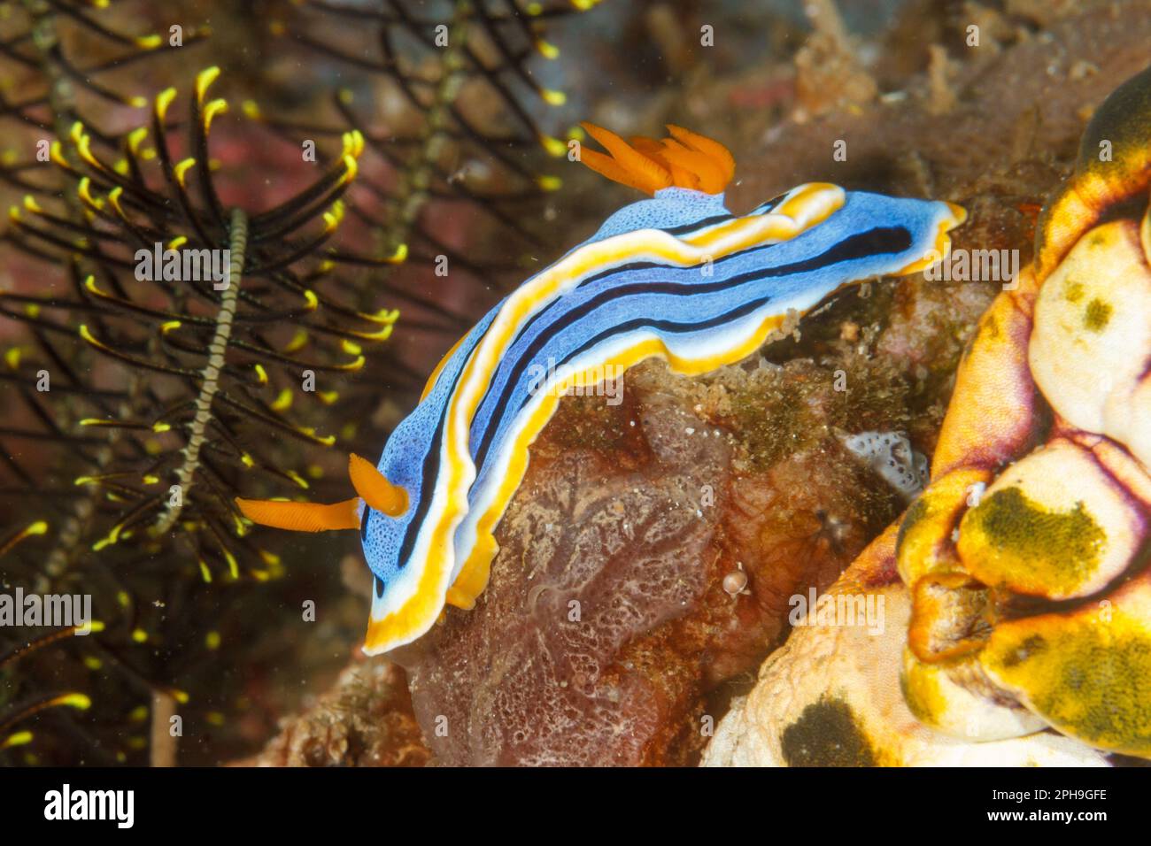Annae hi-res stock photography and images - Alamy