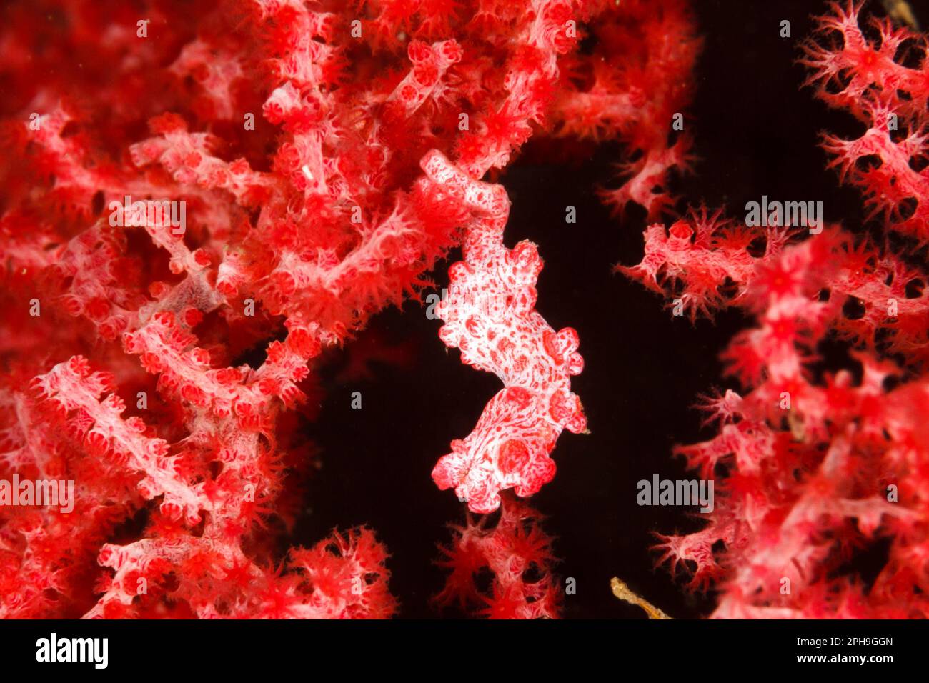 Pygmy seahorse (Hippocampus bargibant) Lembeh Strait, North Sulawesi ...