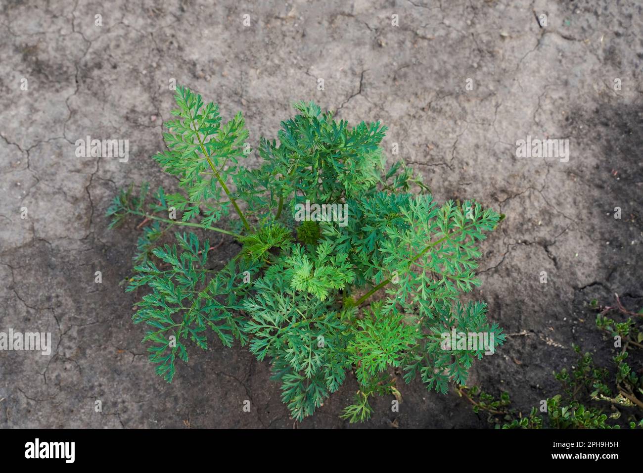 A bush of parsley on the dried ground, top view. Green parsley in the ...
