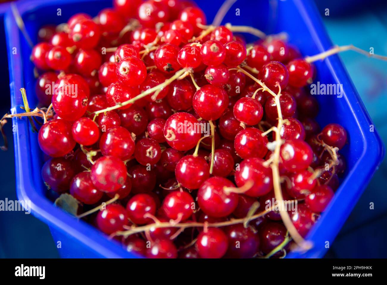 Farmed berries hi-res stock photography and images - Alamy